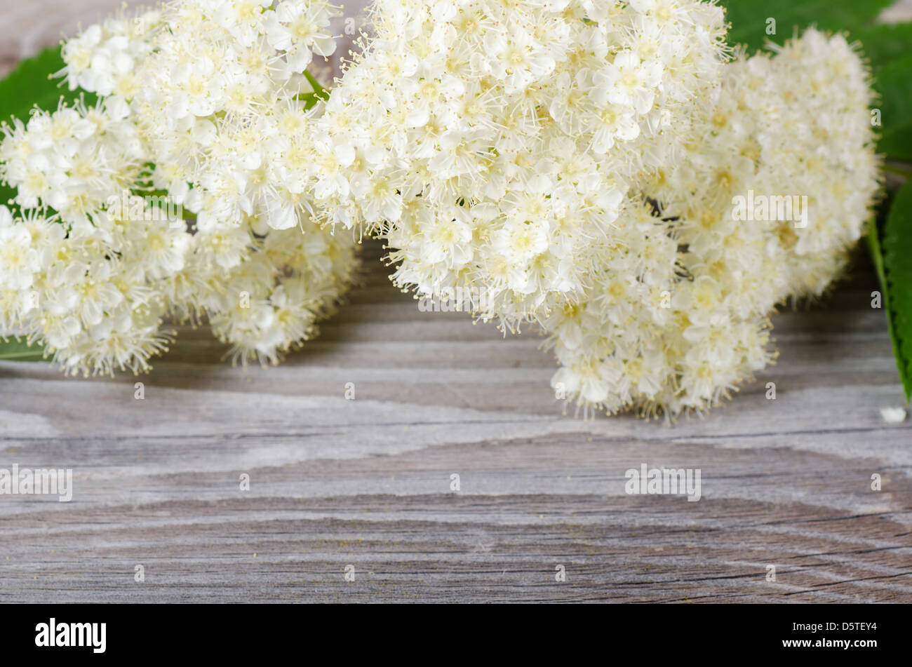 Mountain ash flower Stock Photo - Alamy