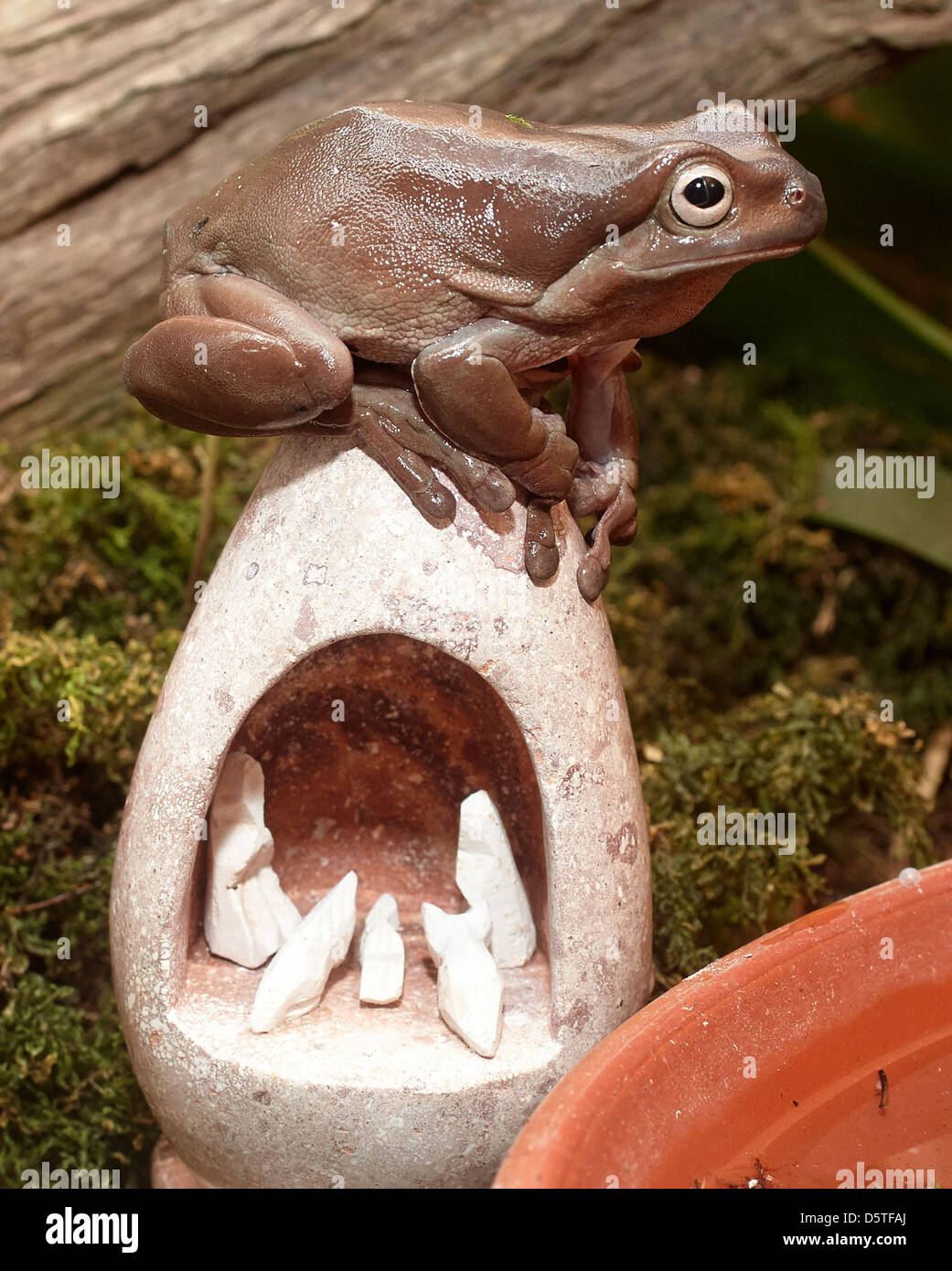 An Australian Green Tree Frog explores a stone nativity scene from ...