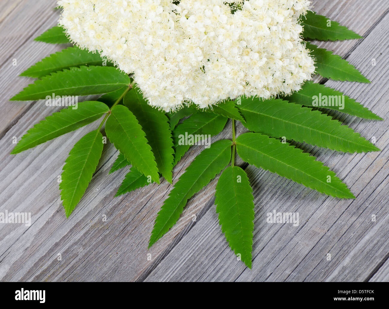 Mountain ash flower Stock Photo - Alamy