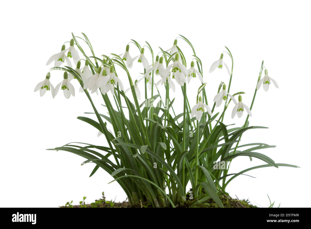Snowdrops on a white background Stock Photo - Alamy