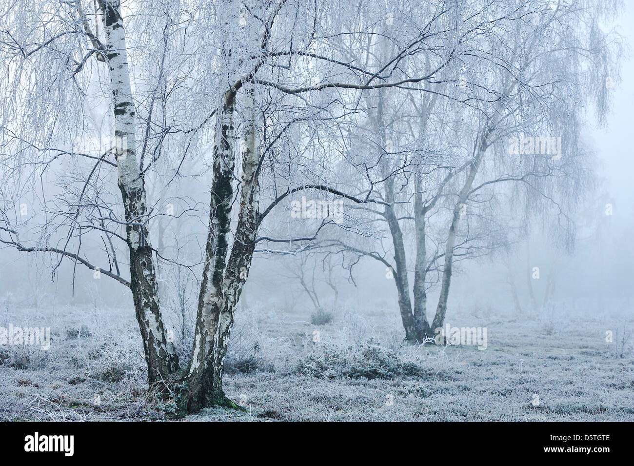 Landscape photograph of birch trees hi-res stock photography and images ...