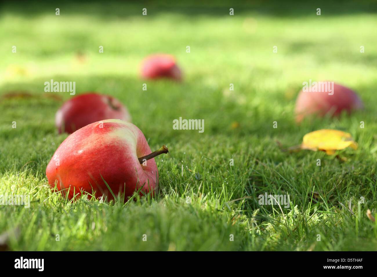 Fallen apples in the garden Stock Photo - Alamy