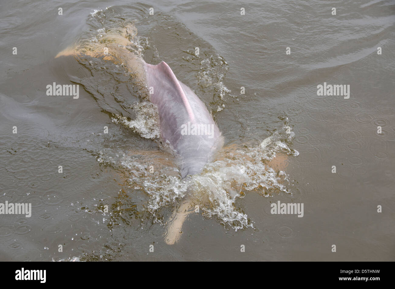 Pink amazonian river dolphin hi-res stock photography and images - Alamy