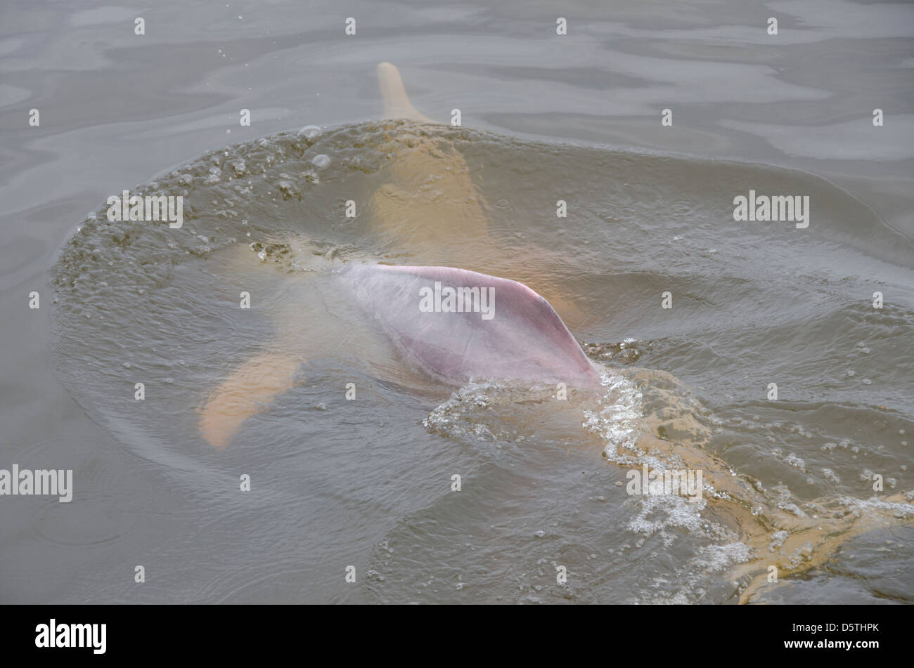 Pink Amazonian River Dolphin High Resolution Stock Photography and ...