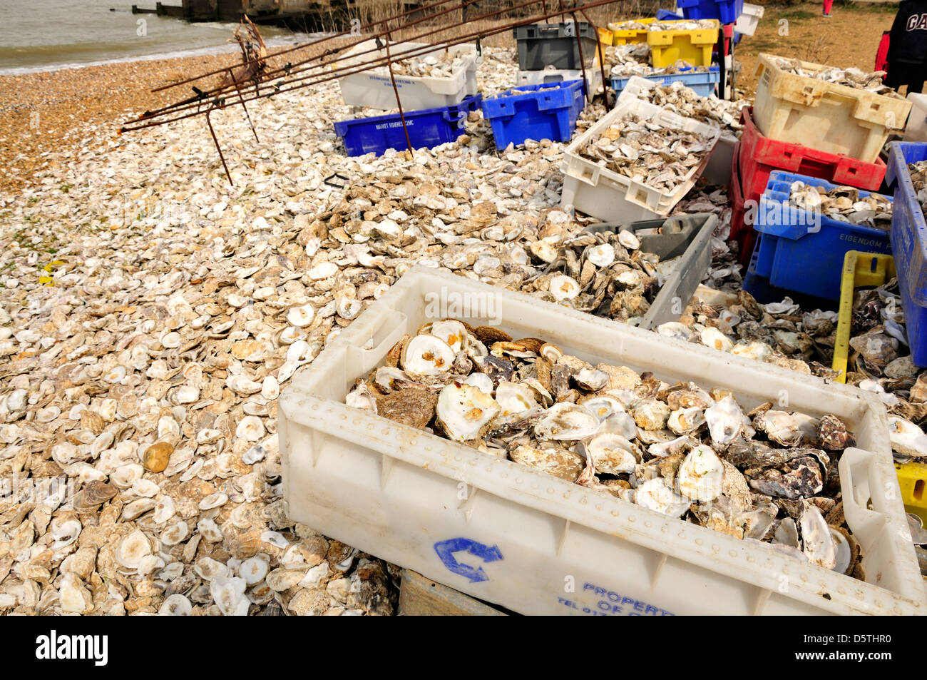 Oyster shells recycling hi-res stock photography and images - Alamy