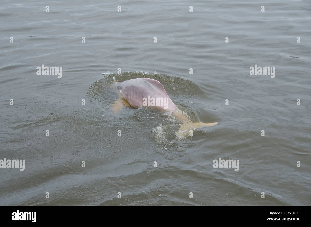 Pink dolphin hi-res stock photography and images - Alamy