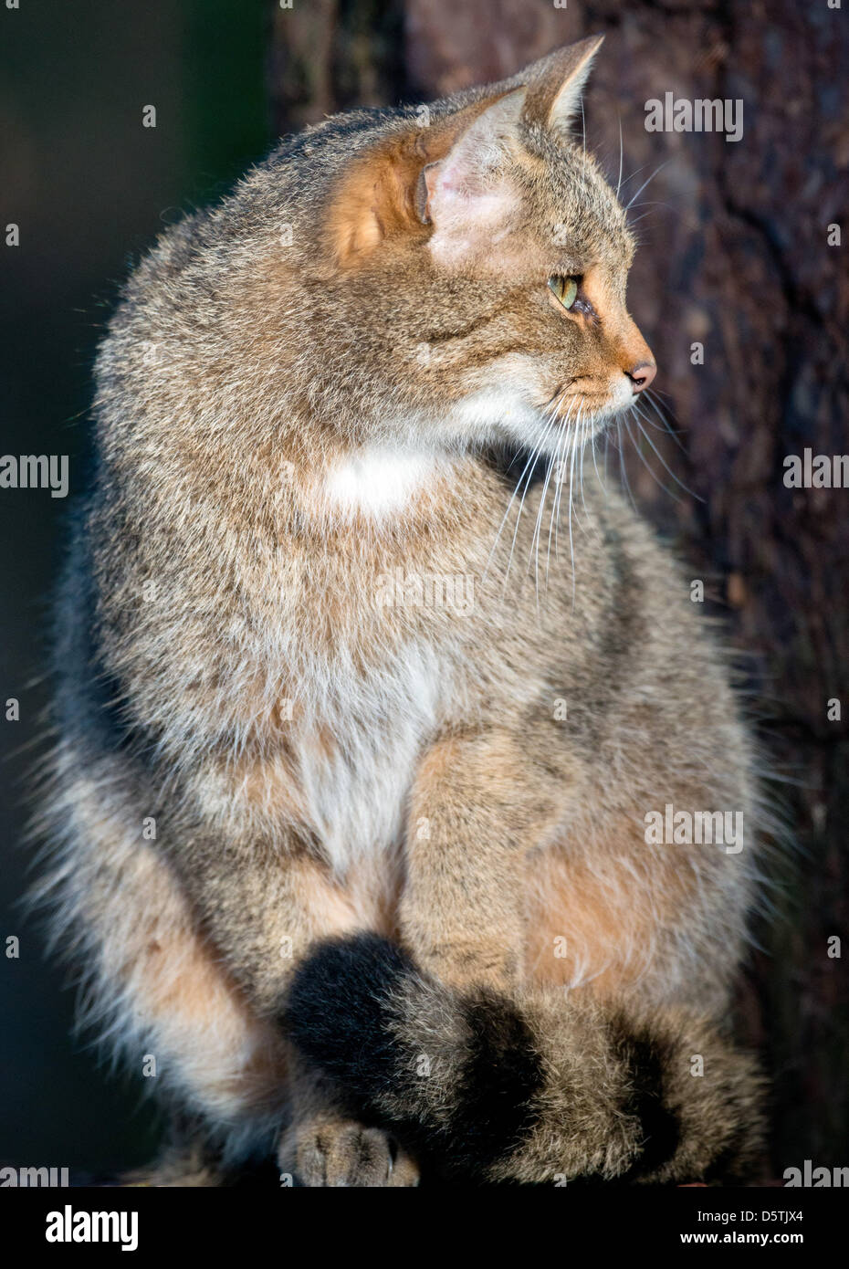 A European wild cat (Felis silvestris silvestris) is pictured at her ...