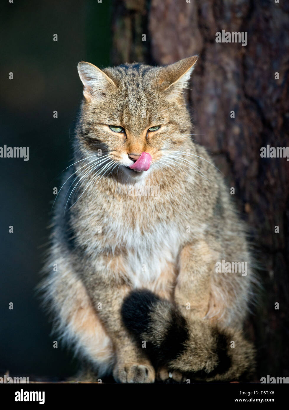 A European wild cat (Felis silvestris silvestris) is pictured at her ...