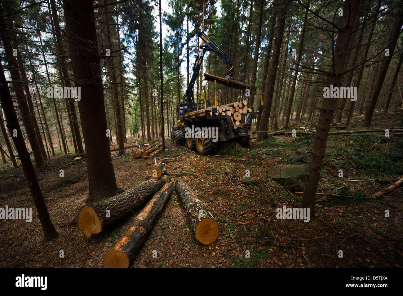 A forwarder vehicles that delivers cut wood along the wood paths is in ...