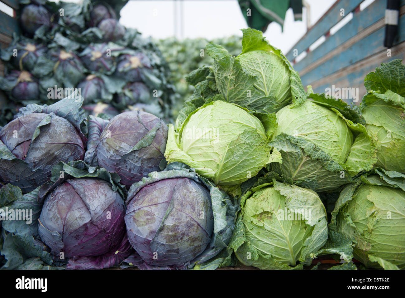 Cabbages variety hi-res stock photography and images - Alamy