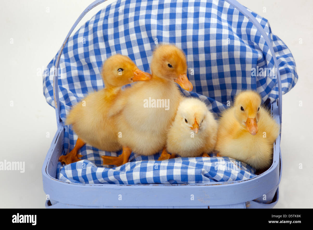 Fluffy ducklings hi-res stock photography and images - Alamy