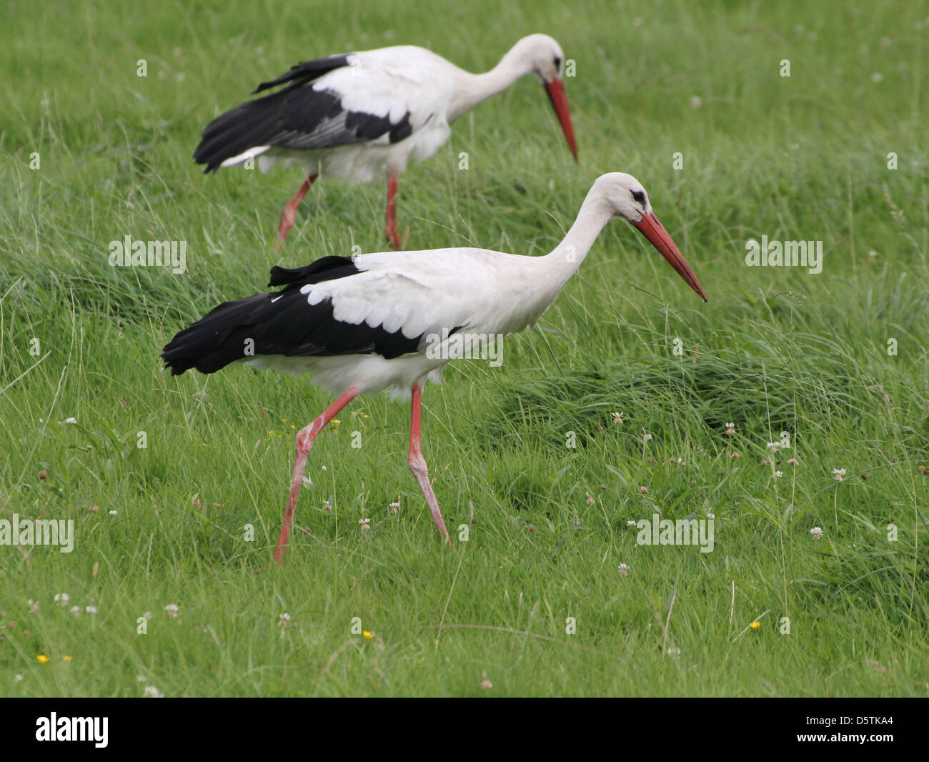 Pair of White Storks (Ciconia ciconia) foraging in a grassy green ...