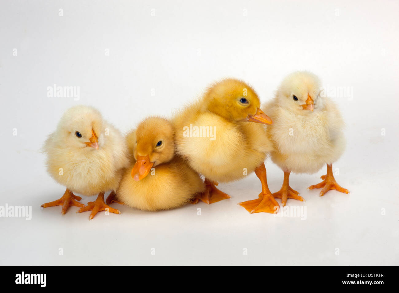 Young ducklings hi-res stock photography and images - Alamy