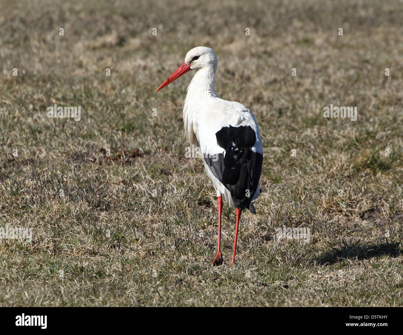 Storch vogel stork bird hi-res stock photography and images - Alamy