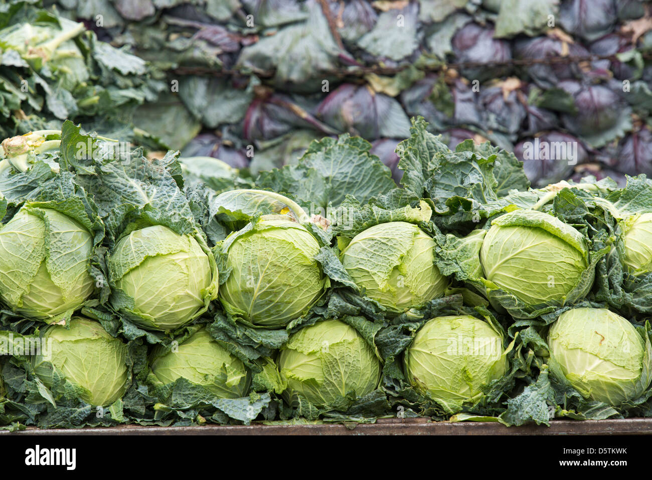 Cabbages variety hi-res stock photography and images - Alamy