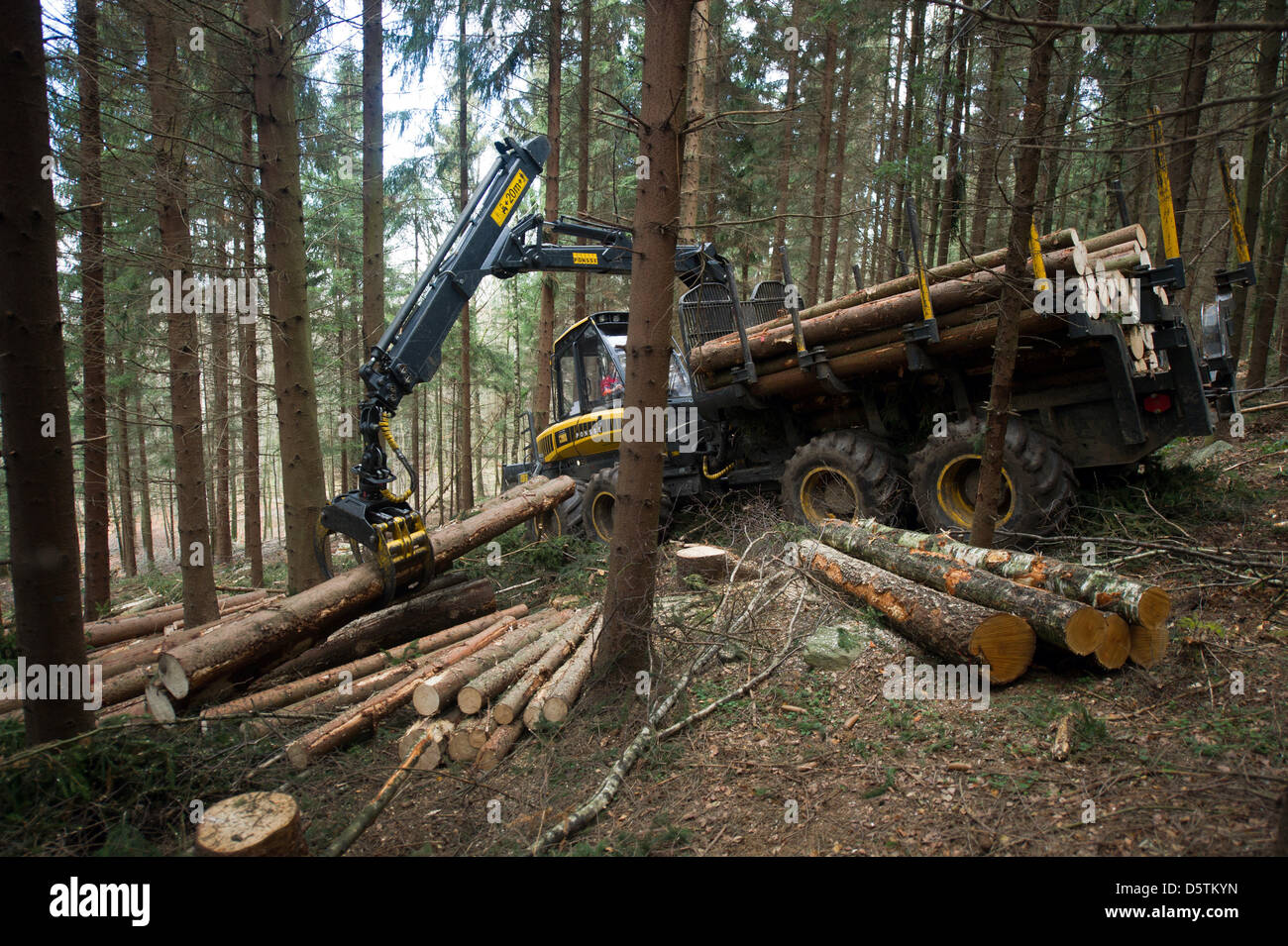 A forwarder vehicle collects wood during the timber harvest by the ...