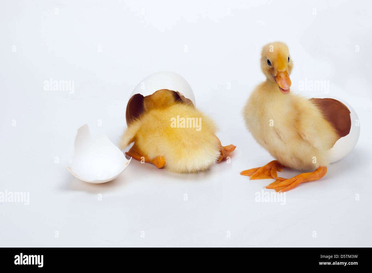 Newly hatched Ducklings on white background Stock Photo - Alamy