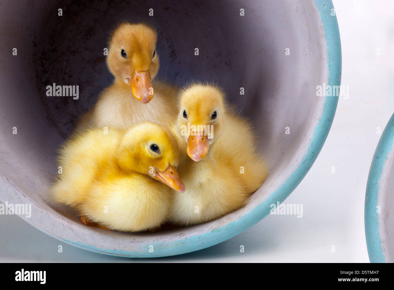 Blue hatched hi-res stock photography and images - Alamy