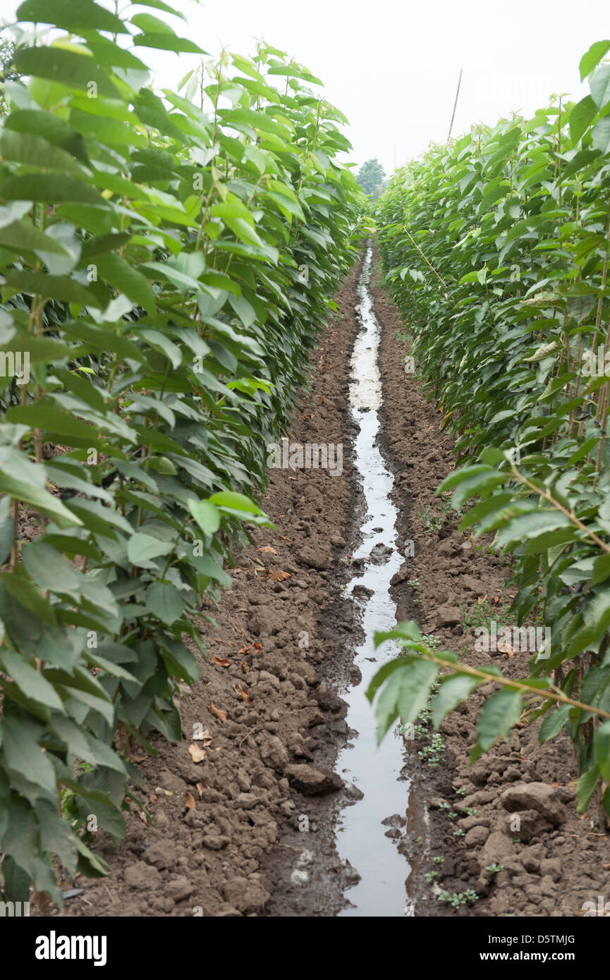 Field and water channel hi-res stock photography and images - Alamy