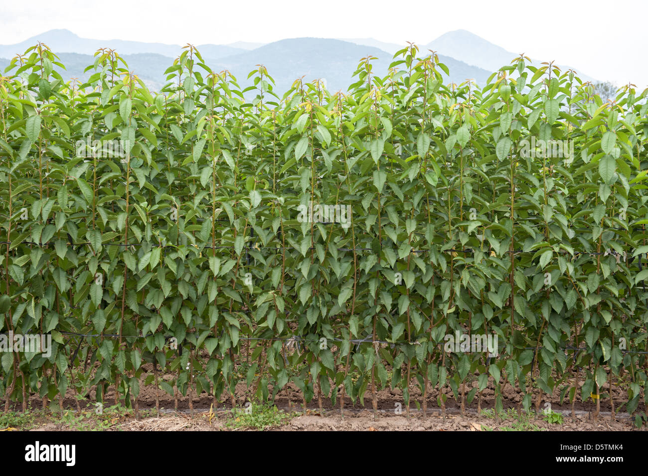 America farm hi-res stock photography and images - Alamy