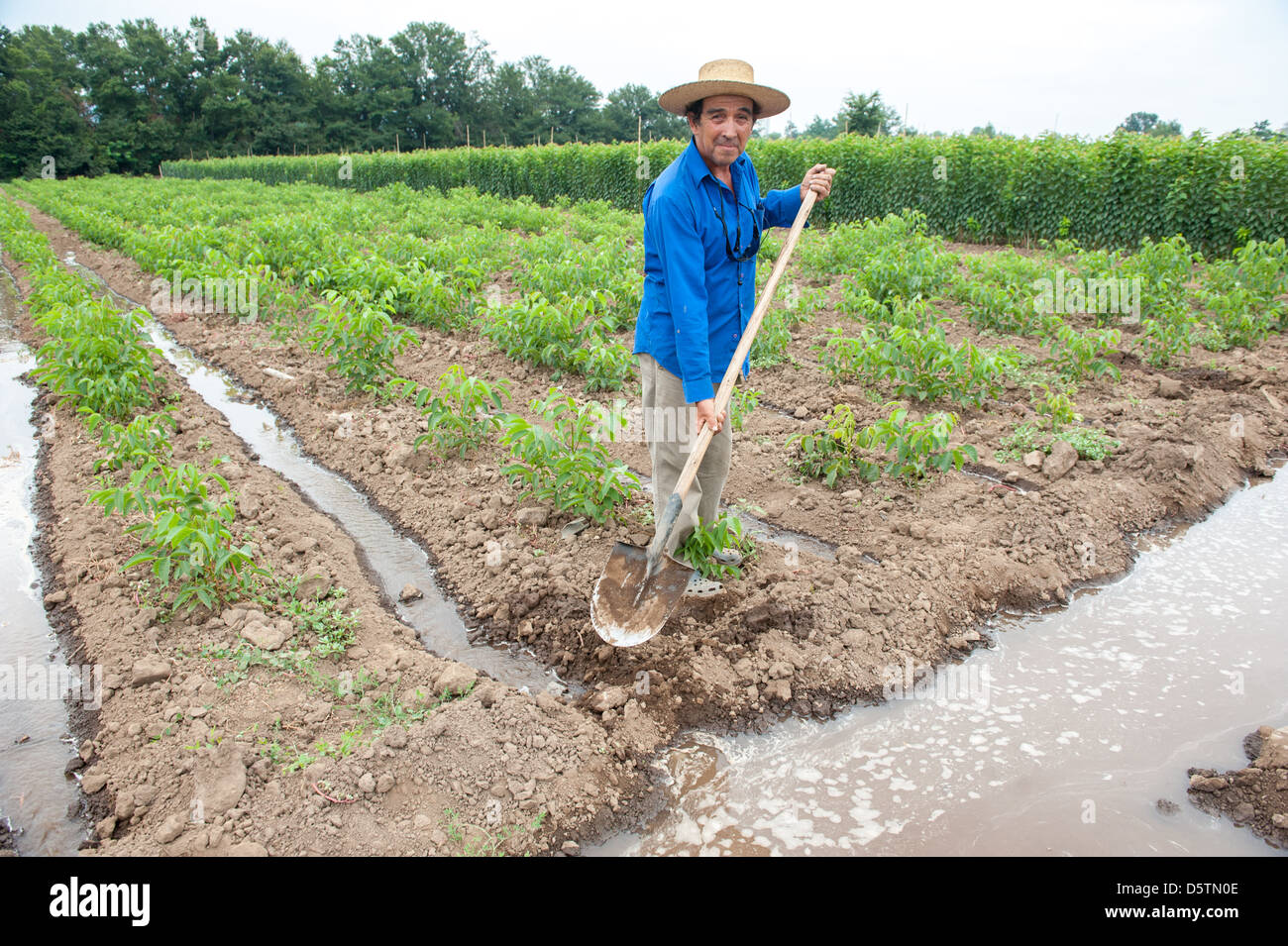 Farm worker tending flood irrigation on a fruit tree nursery in Chile ...