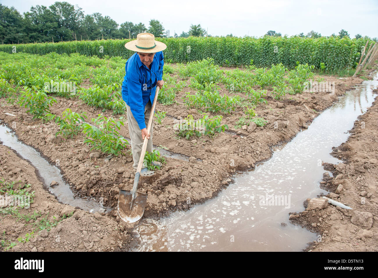Flood Irrigation
