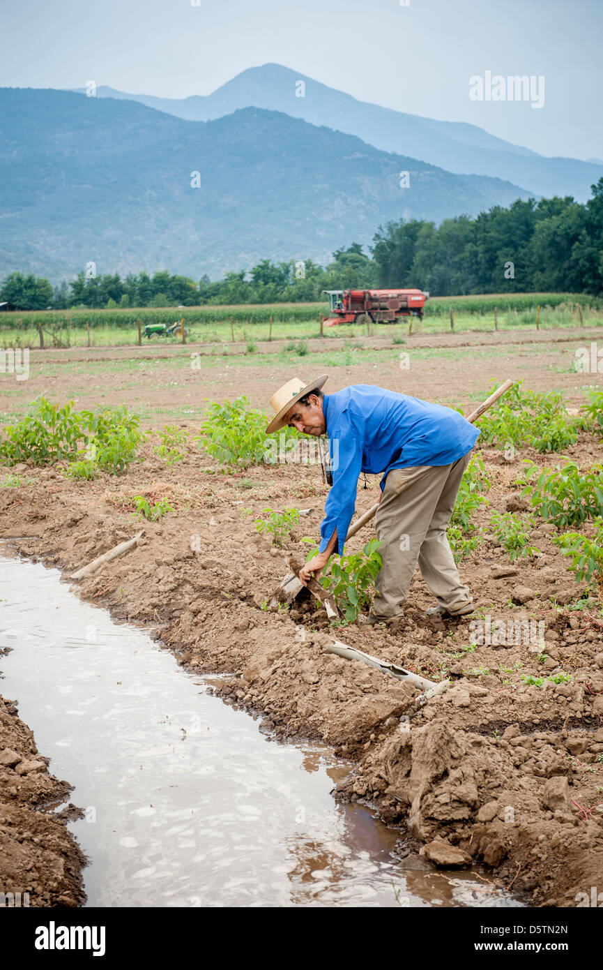 Farm worker tending flood irrigation on a fruit tree nursery in Chile ...