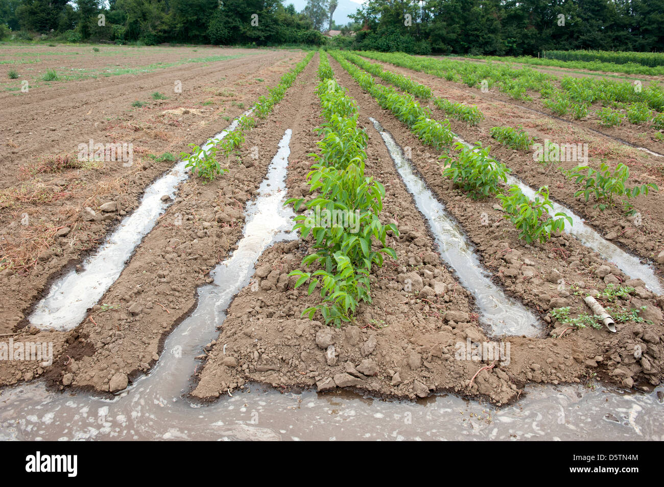 Farm worker tending flood irrigation on a fruit tree nursery in Chile ...