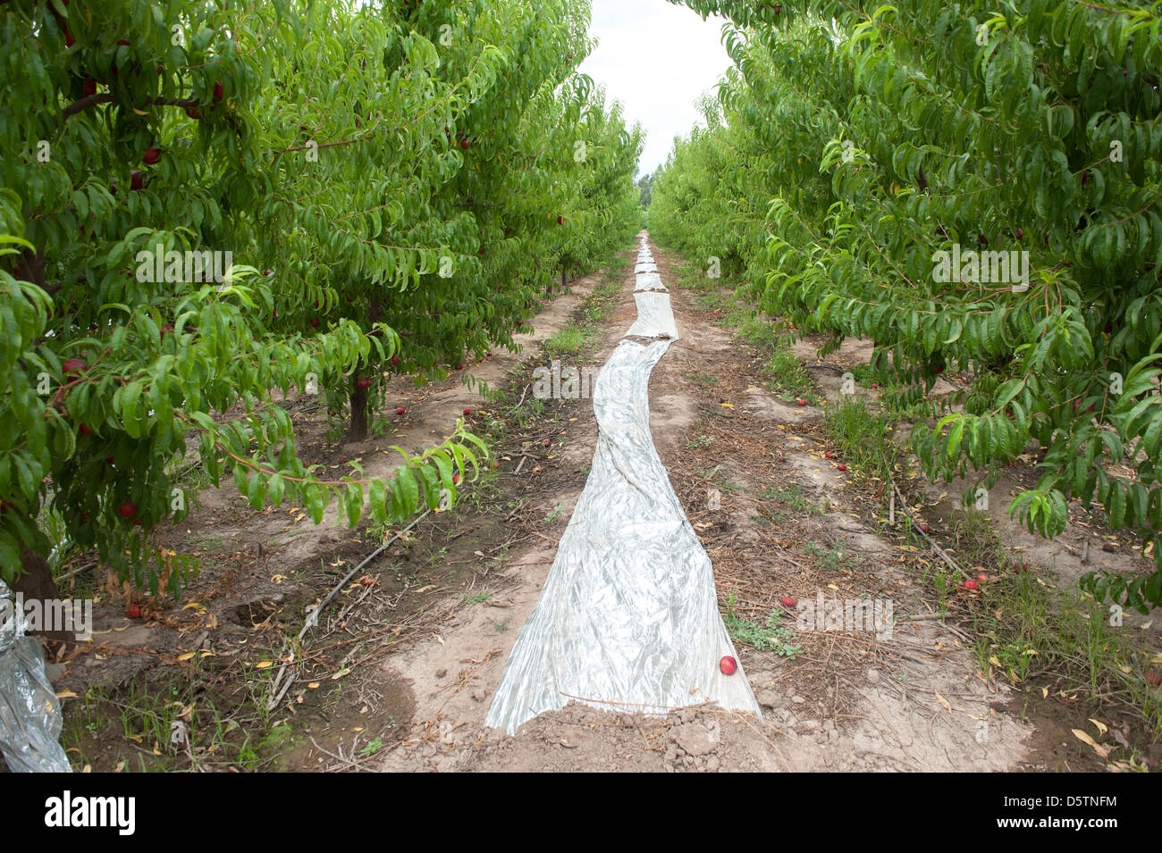 Plastic in row of trees on a fruit farm in Chile, South America Stock ...