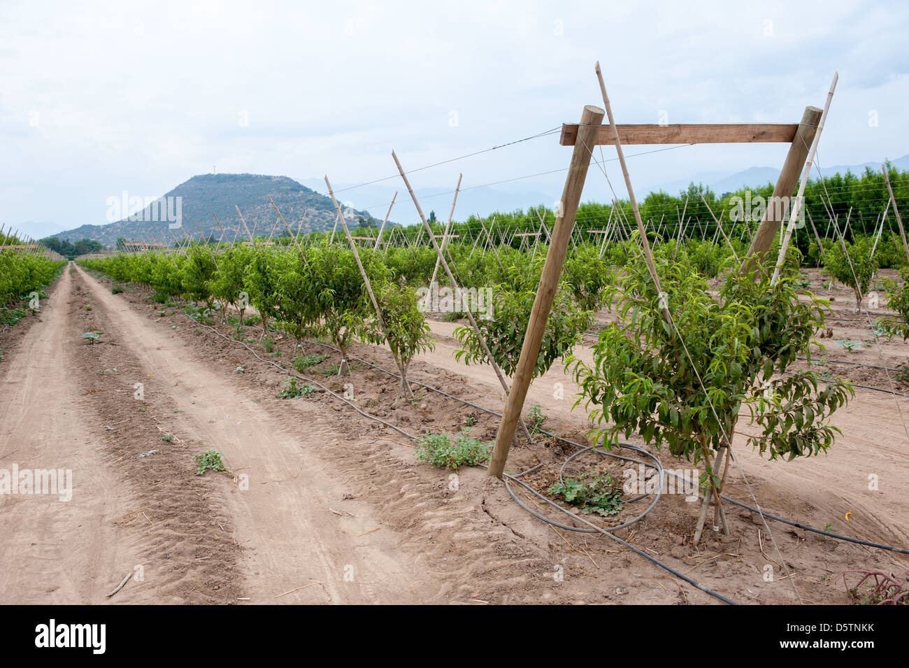 Fruit trees on a fruit farm in Chile, South America Stock Photo - Alamy