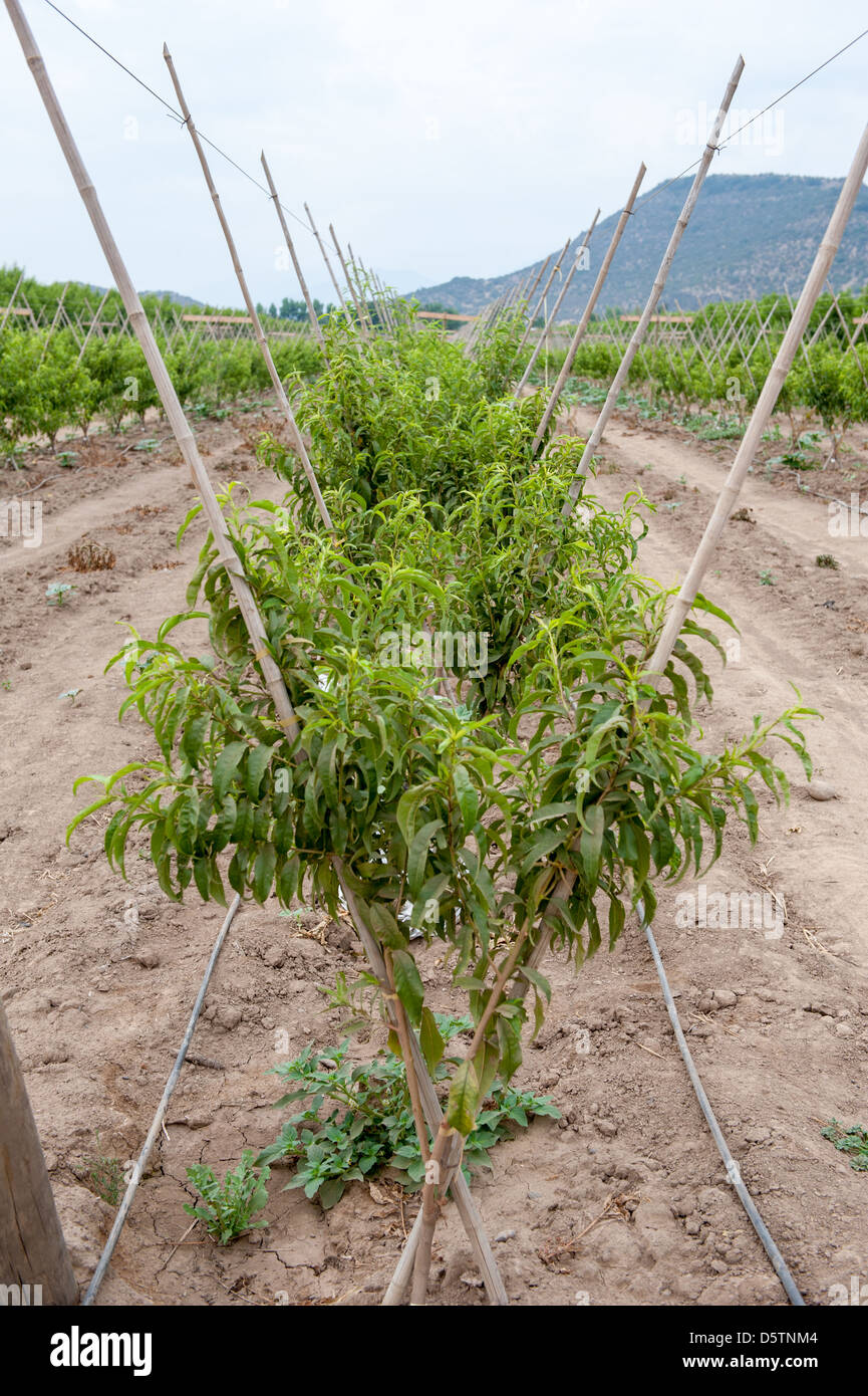 Fruit trees on a fruit farm in Chile, South America Stock Photo - Alamy