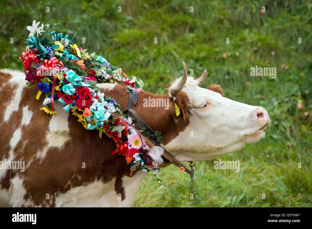 A cow is decorated with flowers during the traditional driving down of ...