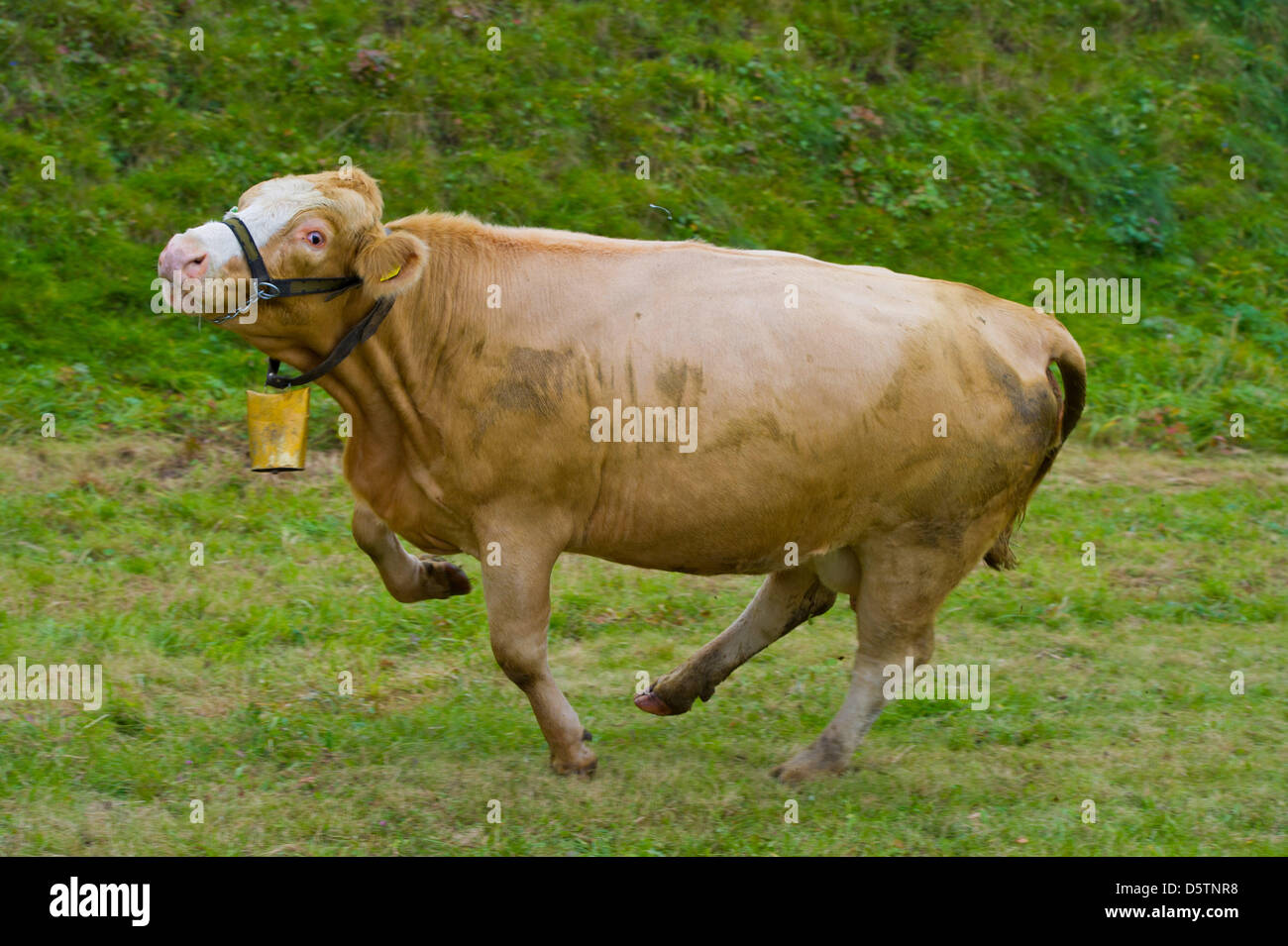 A cow runs around during the traditional driving down of the cattle in ...