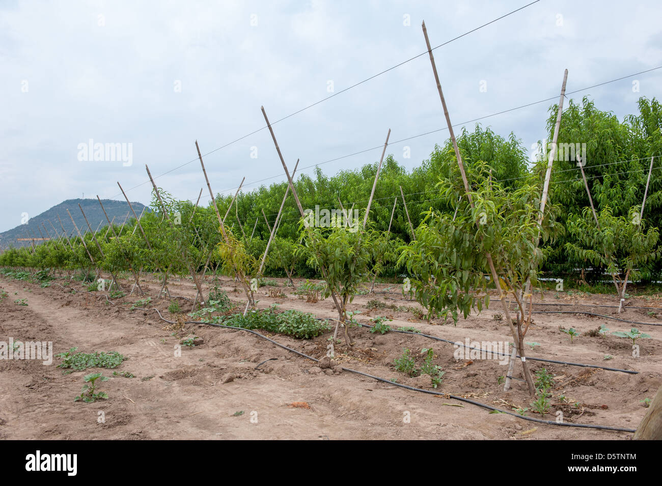 Fruit trees on a fruit farm in Chile, South America Stock Photo - Alamy