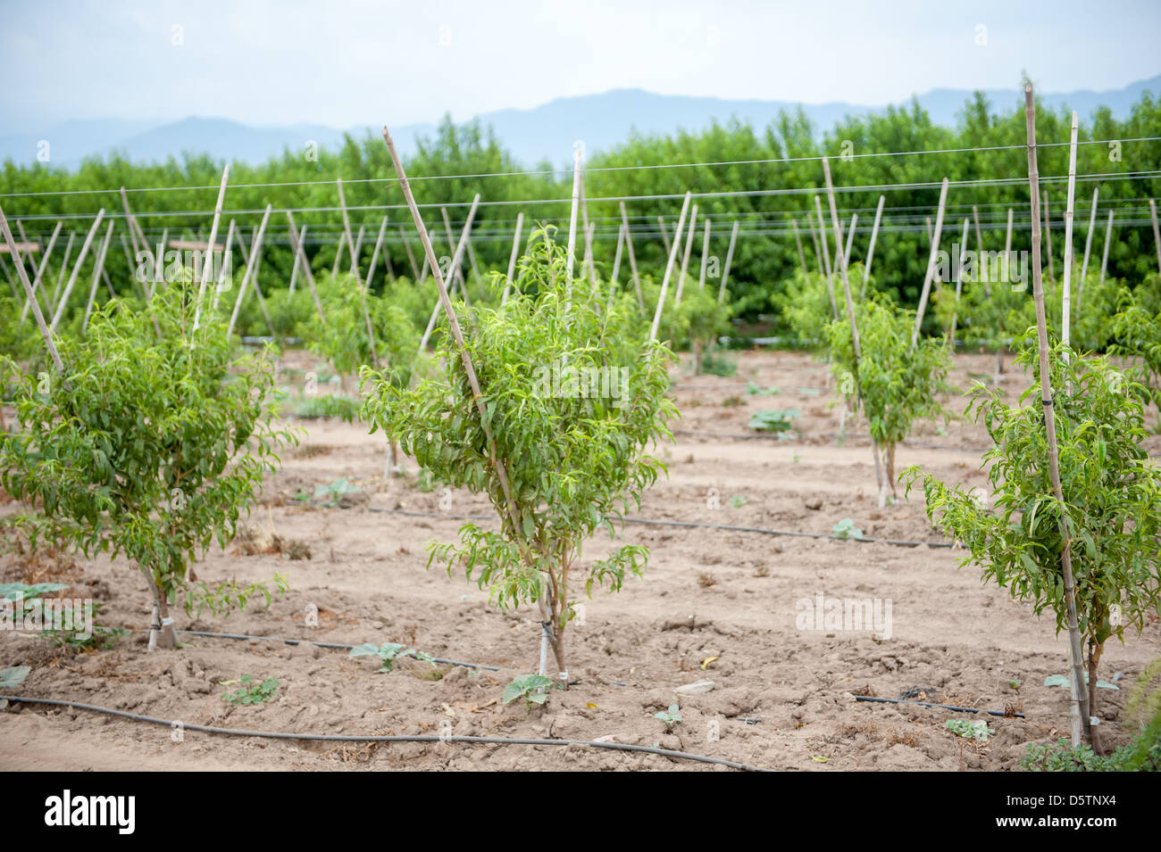 Fruit plantings hi-res stock photography and images - Alamy