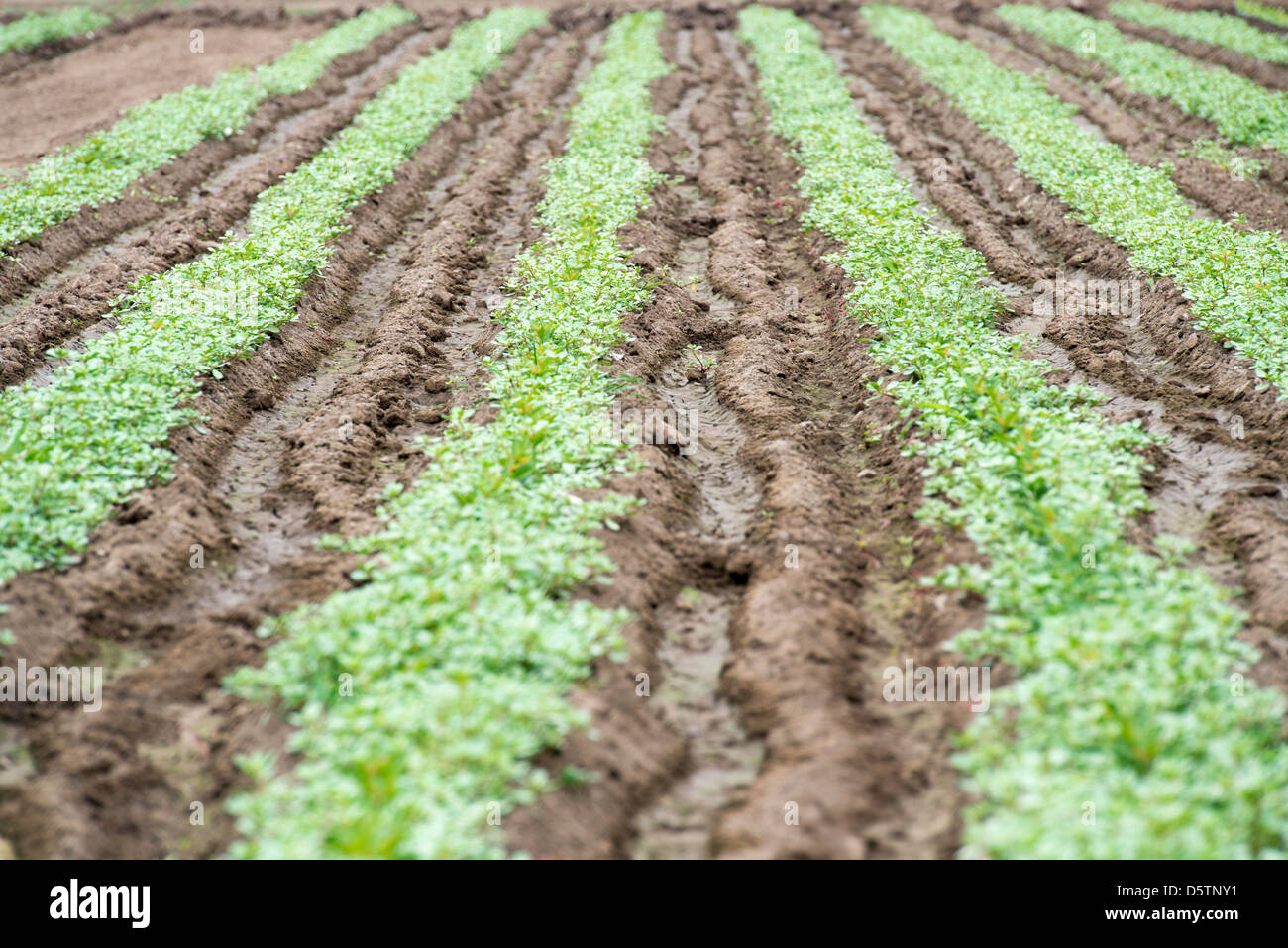 Rows of seedlings a fruit farm in Chile, South America Stock Photo - Alamy