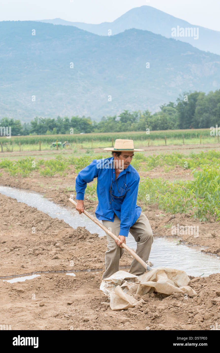 Farmer working in irrigation trench near crops on a fruit farm in Chile ...