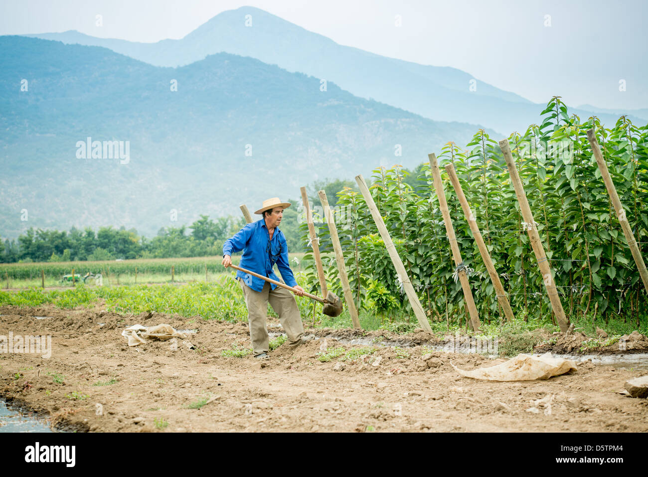 Farmer working in irrigation trench near crops on a fruit farm in Chile ...