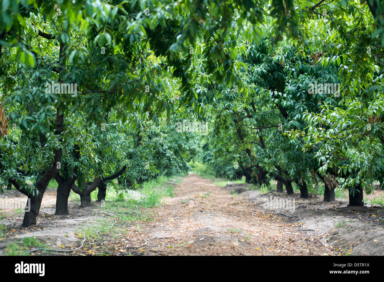 Fruit trees on a fruit farm in Chile, South America Stock Photo - Alamy