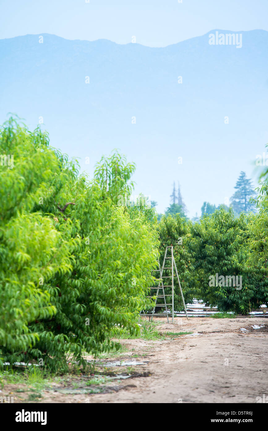 Fruit trees on a fruit farm in Chile, South America Stock Photo - Alamy