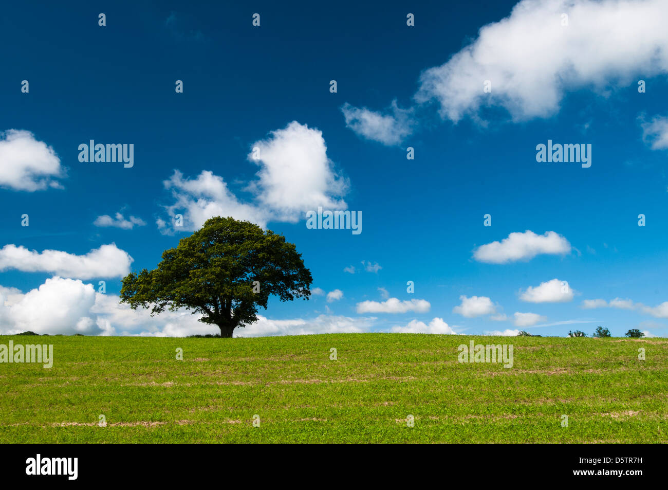 Lone single pasture hi-res stock photography and images - Alamy