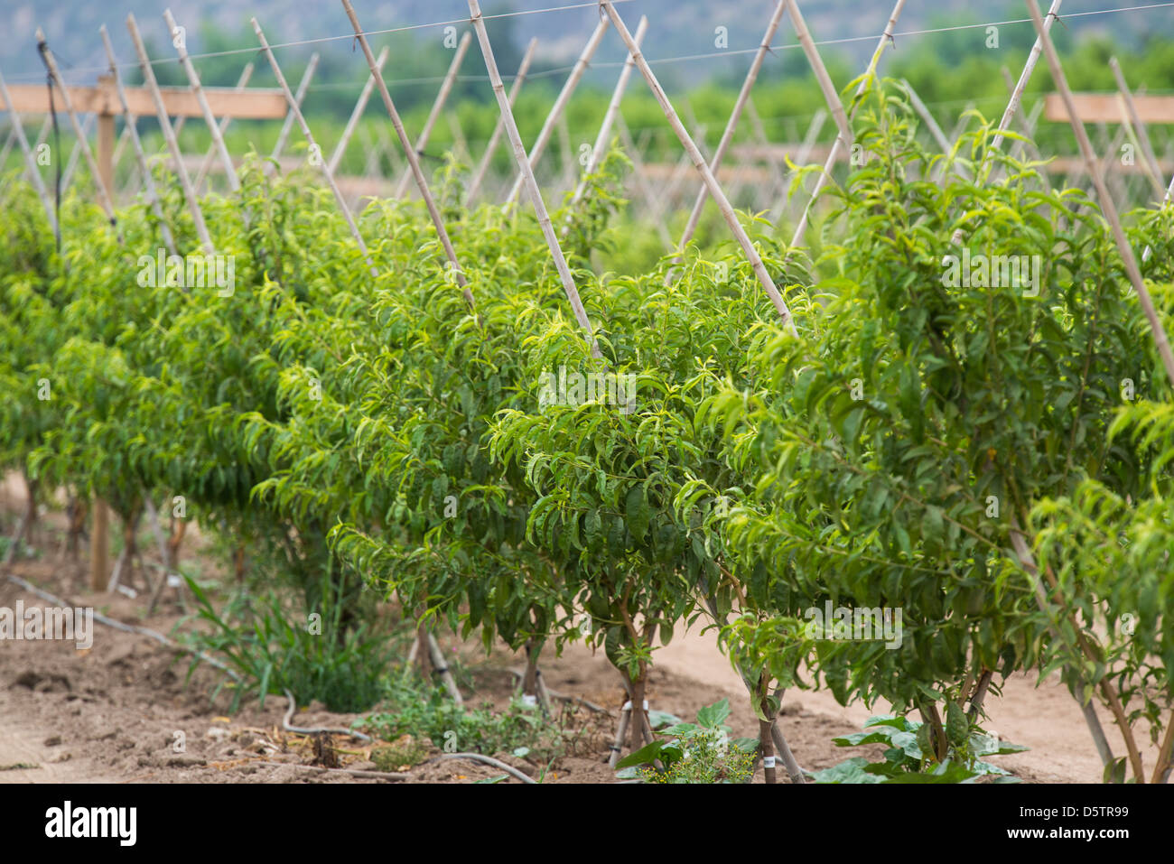 Fruit trees on a fruit farm in Chile, South America Stock Photo - Alamy