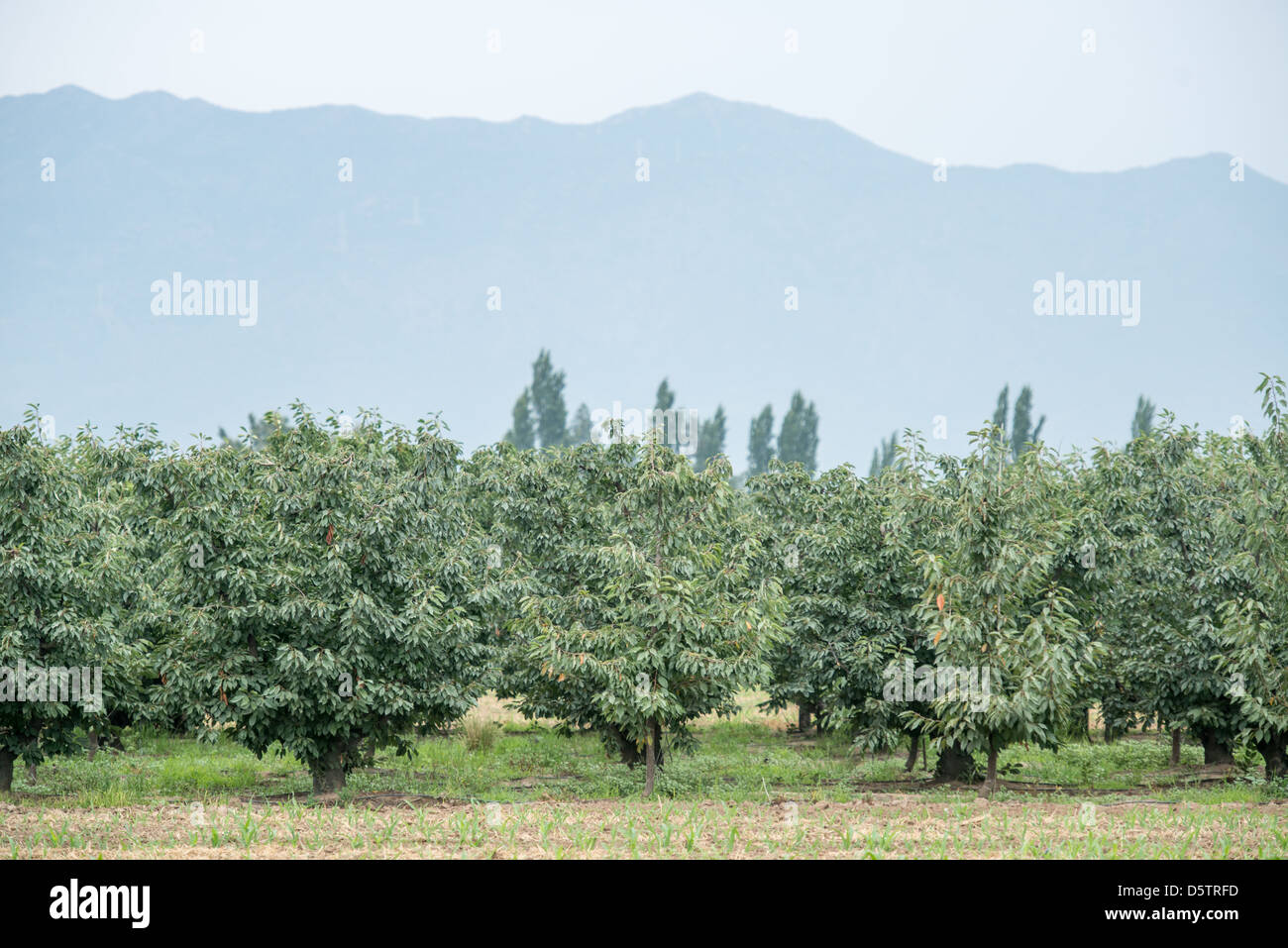 Fruit trees on a fruit farm in Chile, South America Stock Photo - Alamy
