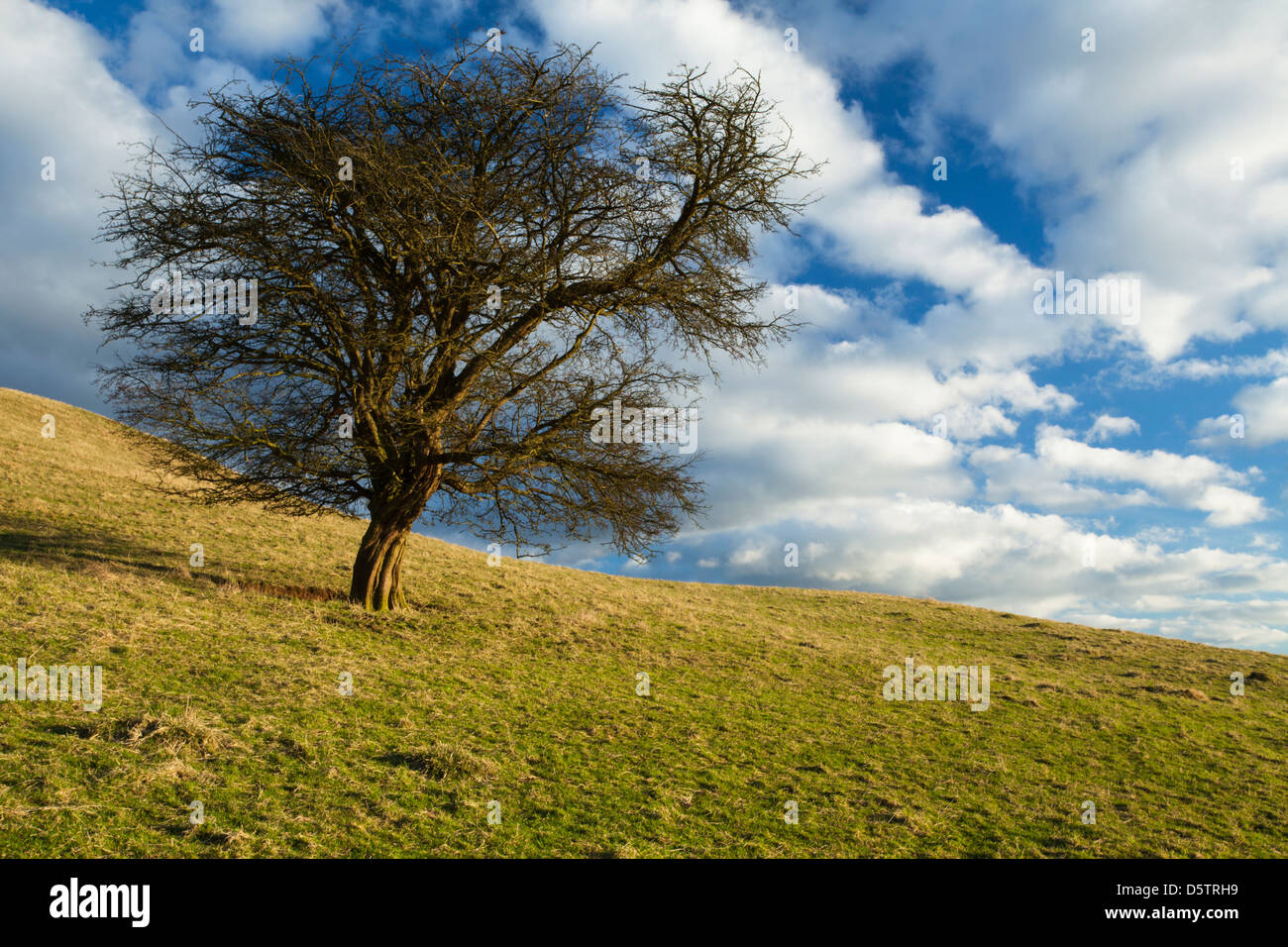 A solitary Hawthorn tree bathed in golden winter sunshine on the slopes ...