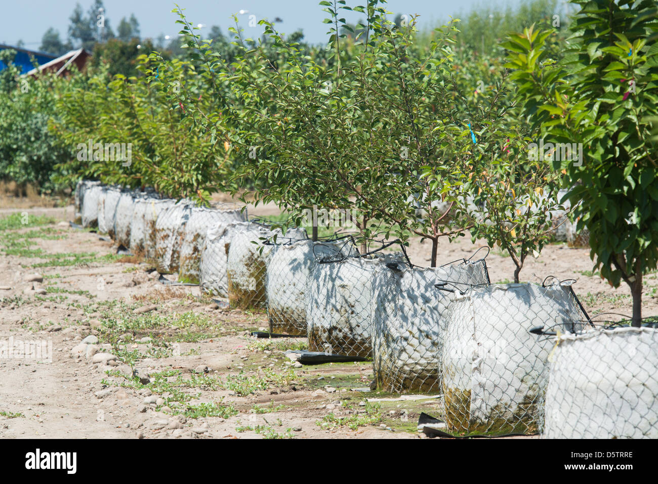 Fruit trees on a fruit farm in Chile, South America Stock Photo - Alamy