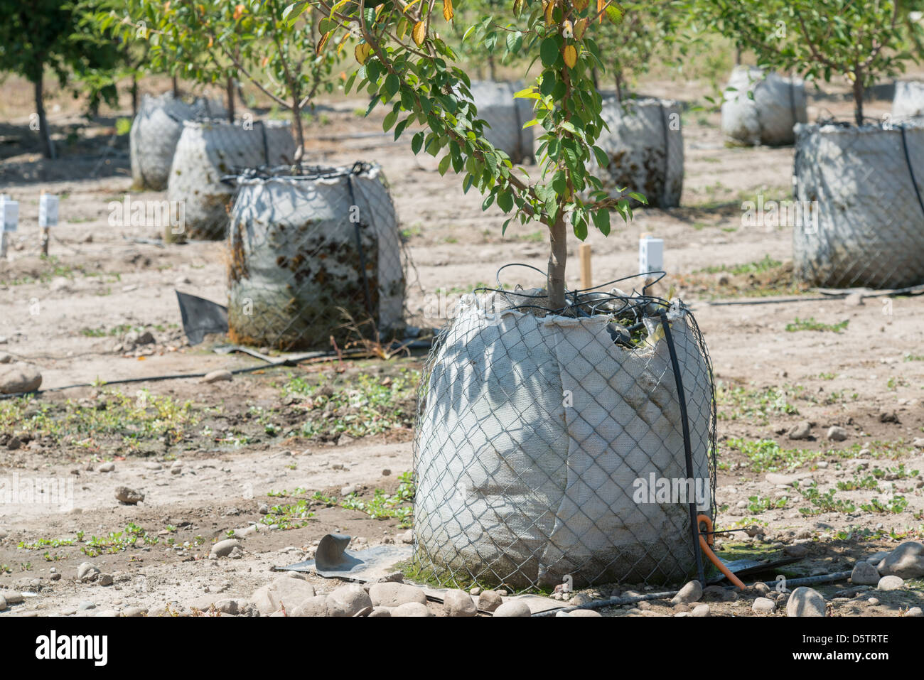 Fruit trees on a fruit farm in Chile, South America Stock Photo - Alamy
