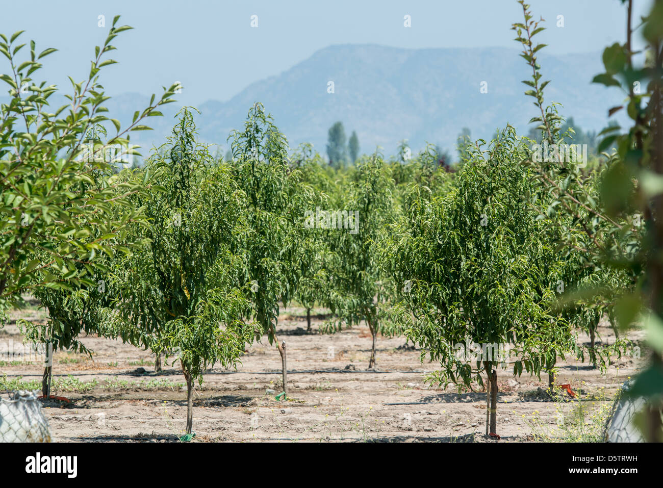 Fruit trees on a fruit farm in Chile, South America Stock Photo - Alamy