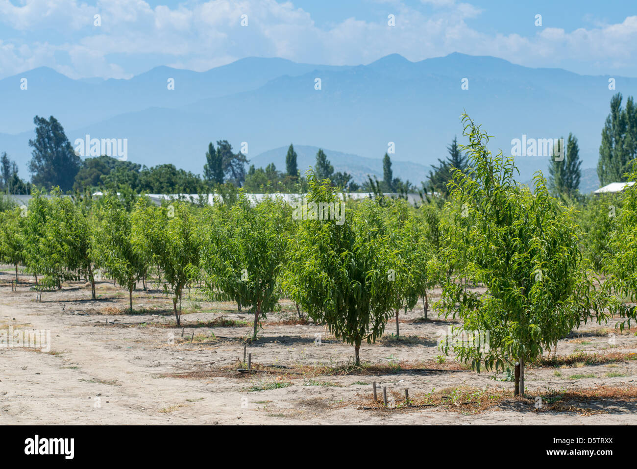 Fruit trees on a fruit farm in Chile, South America Stock Photo - Alamy