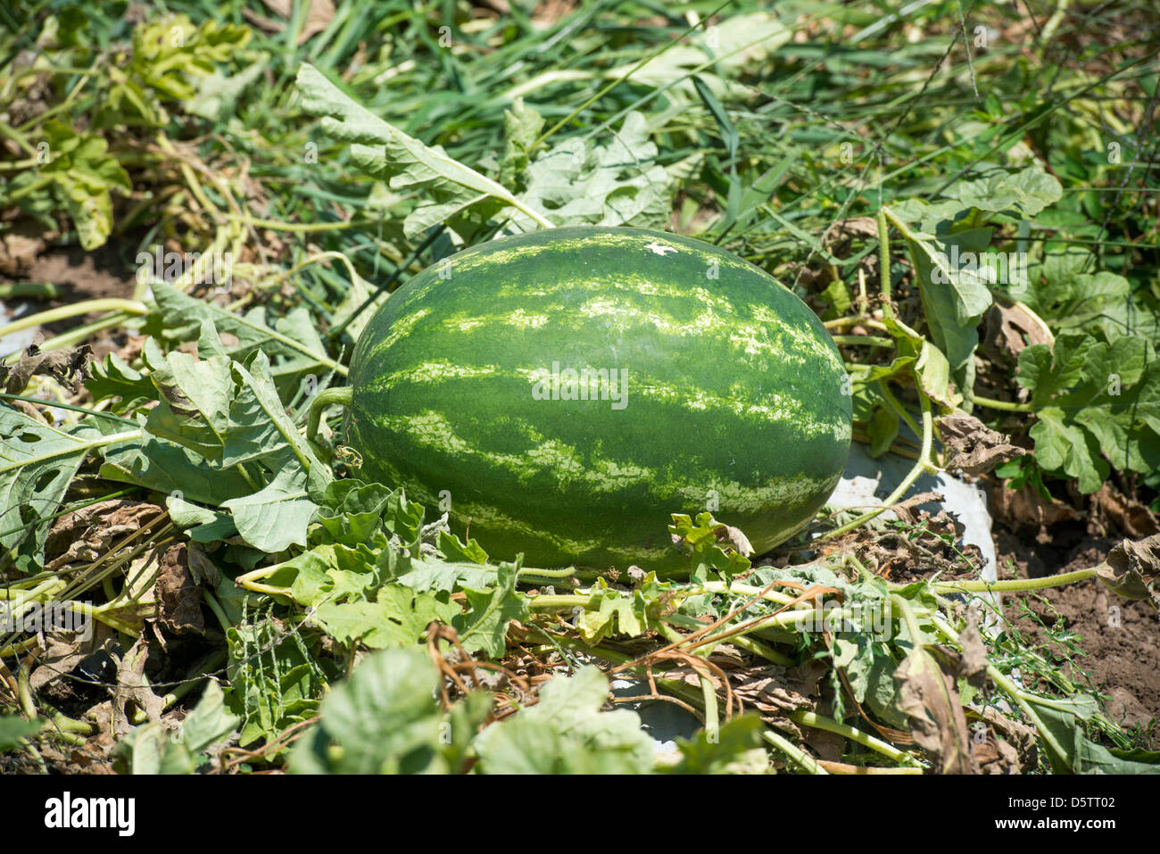 Watermelon plant growing hi-res stock photography and images - Alamy