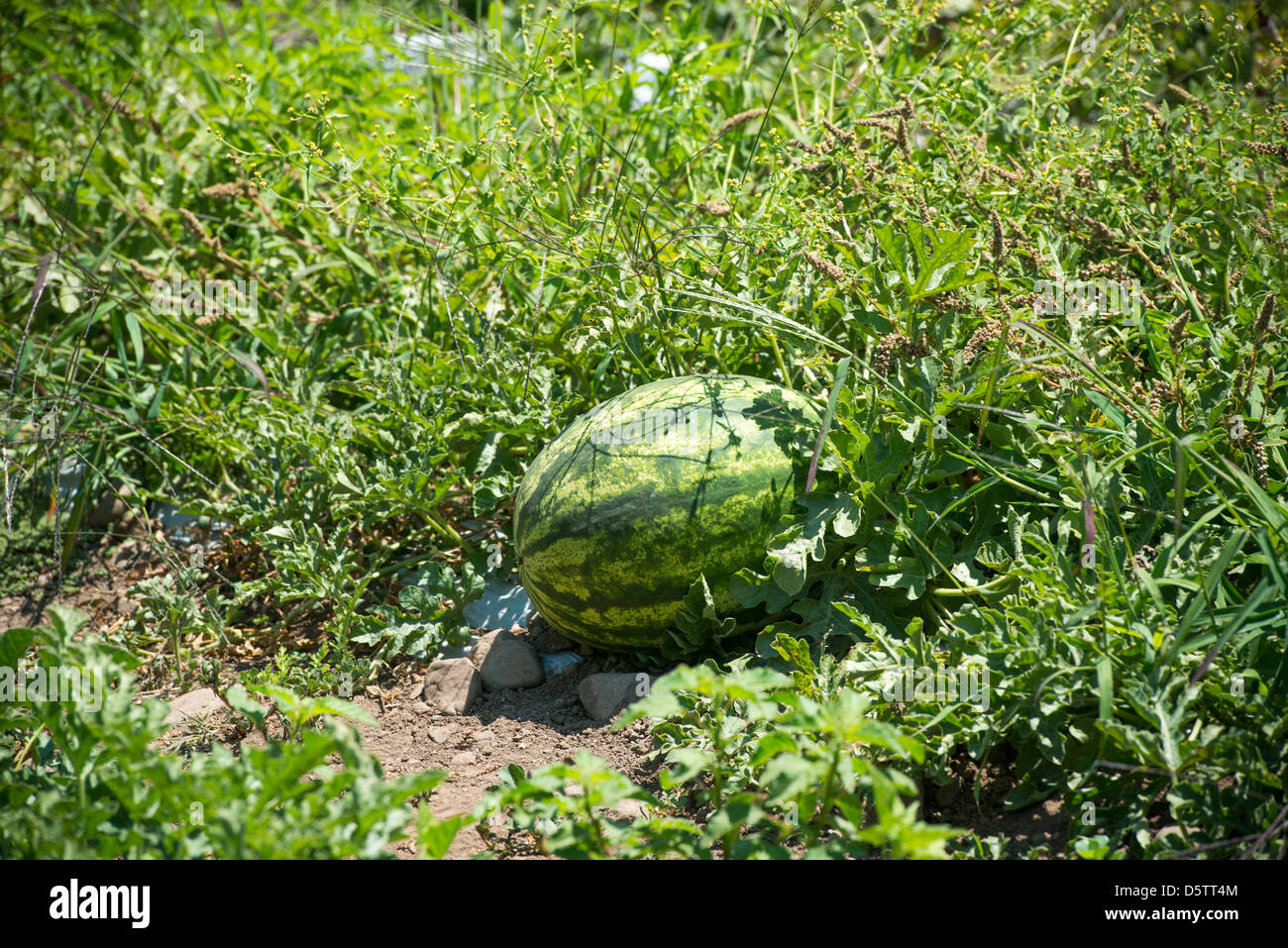 Watermelon growing on a fruit farm in Chile, South America Stock Photo ...